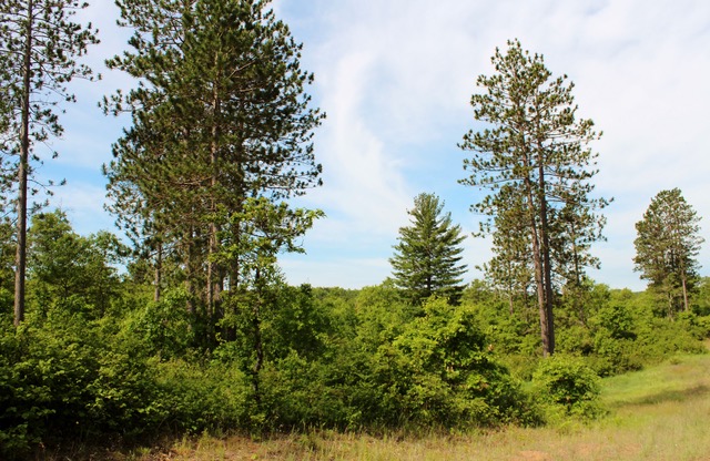 RIVERFRONT LOT ON THE TOTOGATIC RIVER – CHICOG, WI