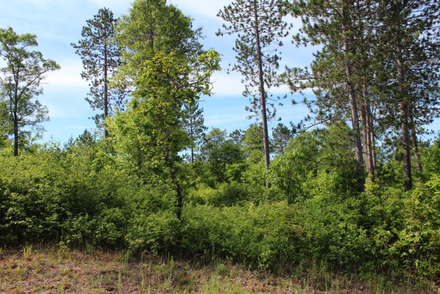 RIVERFRONT LOT ON THE TOTOGATIC RIVER – CHICOG, WI