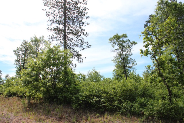 RIVERFRONT LOT ON THE TOTOGATIC RIVER – CHICOG, WI