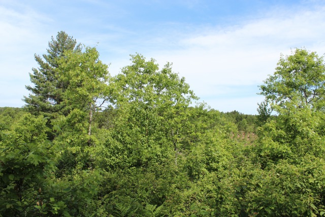 RIVERFRONT LOT ON THE TOTOGATIC RIVER – CHICOG, WI