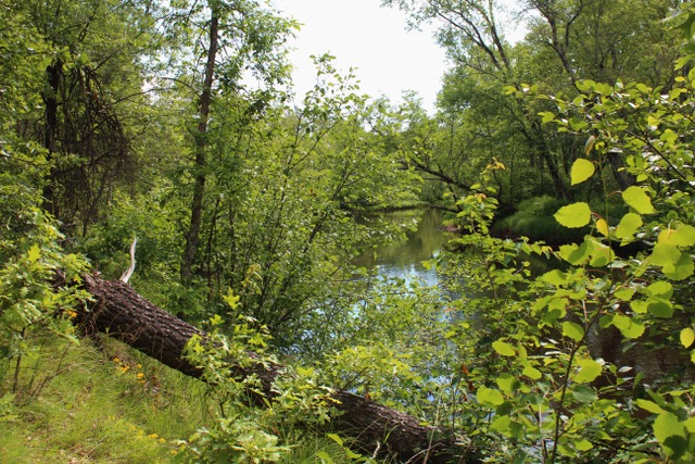 RIVERFRONT LOT ON THE TOTOGATIC RIVER – CHICOG, WI