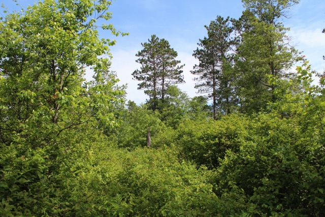RIVERFRONT LOT ON THE TOTOGATIC RIVER – CHICOG, WI