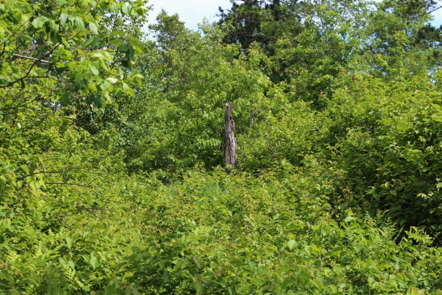 RIVERFRONT LOT ON THE TOTOGATIC RIVER – CHICOG, WI
